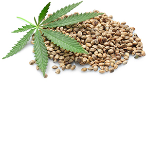 Hemp seed Herbasol® Extract Glycerine unpreserved – Lipoid Kosmetik