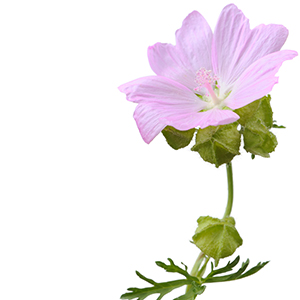Musk Mallow Herbasec® – Lipoid Kosmetik