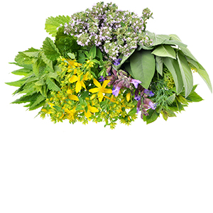 Oral-care IV Alpine Herbs Organic Herbasol® Complex SC – Lipoid Kosmetik