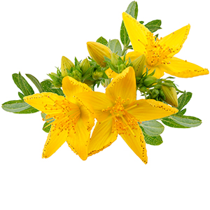 St John’s wort Herbasol® Extract Glycerine SB – Lipoid Kosmetik