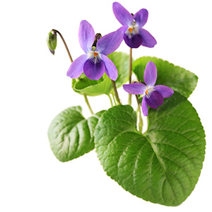 Violet Herbasol® Extract PG, unpreserved, system 3 – Lipoid Kosmetik