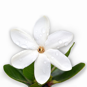 Tiare Tahiti Herbasol® Extract IPM – Lipoid Kosmetik