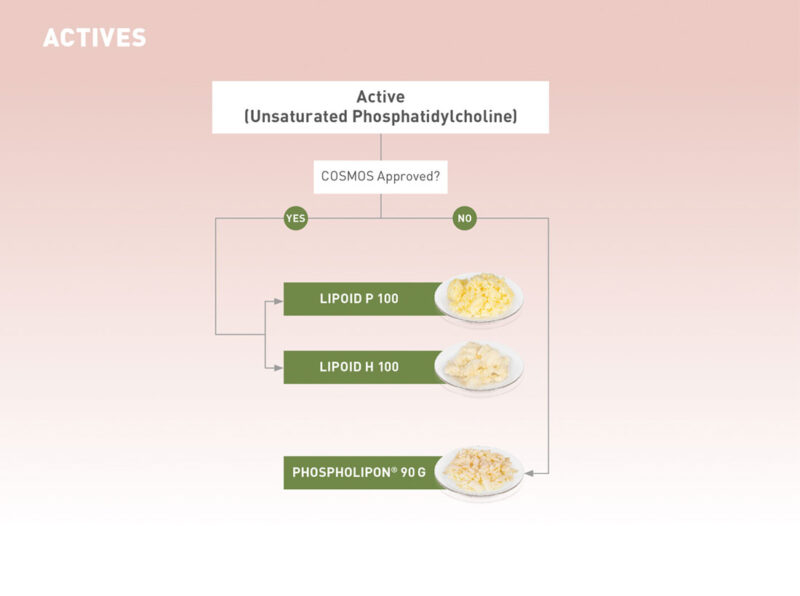 Actives – Lipoid Kosmetik