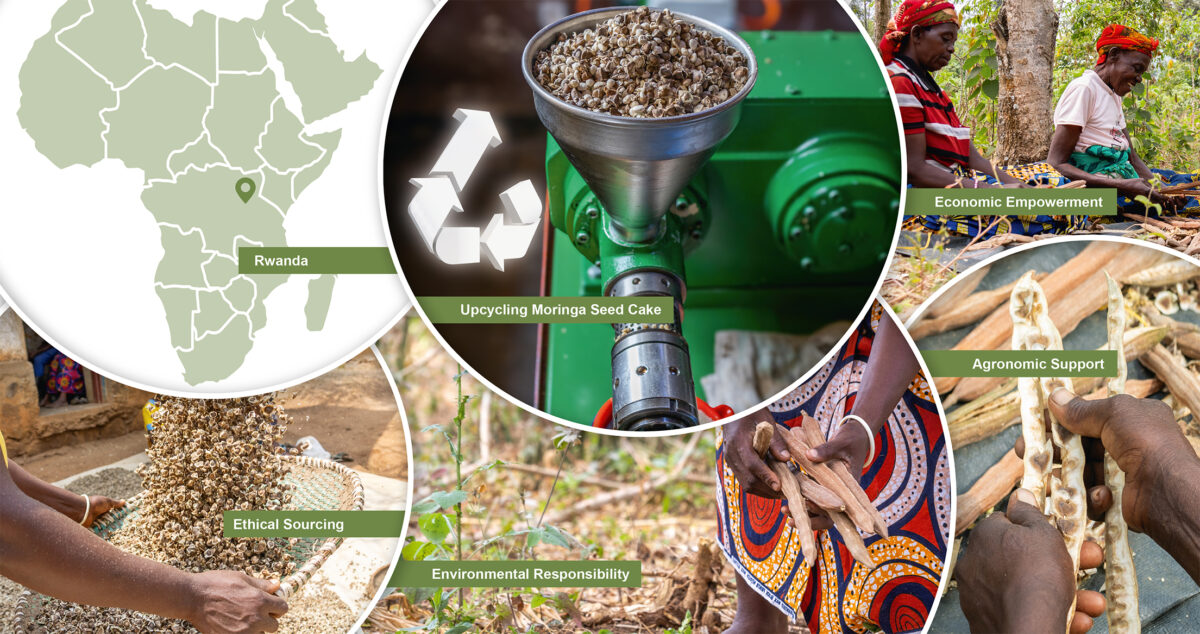 The Sourcing Story of Moringa Seed Cake – Lipoid Kosmetik